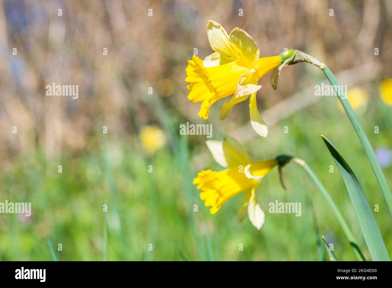 Narcissus pseudonarcissus (commonly known as wild daffodil or Lent lily ...