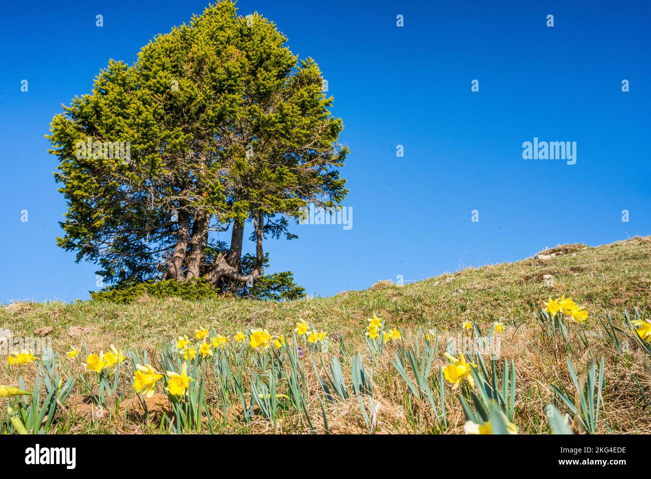 Narcissus pseudonarcissus (commonly known as wild daffodil or Lent lily ...