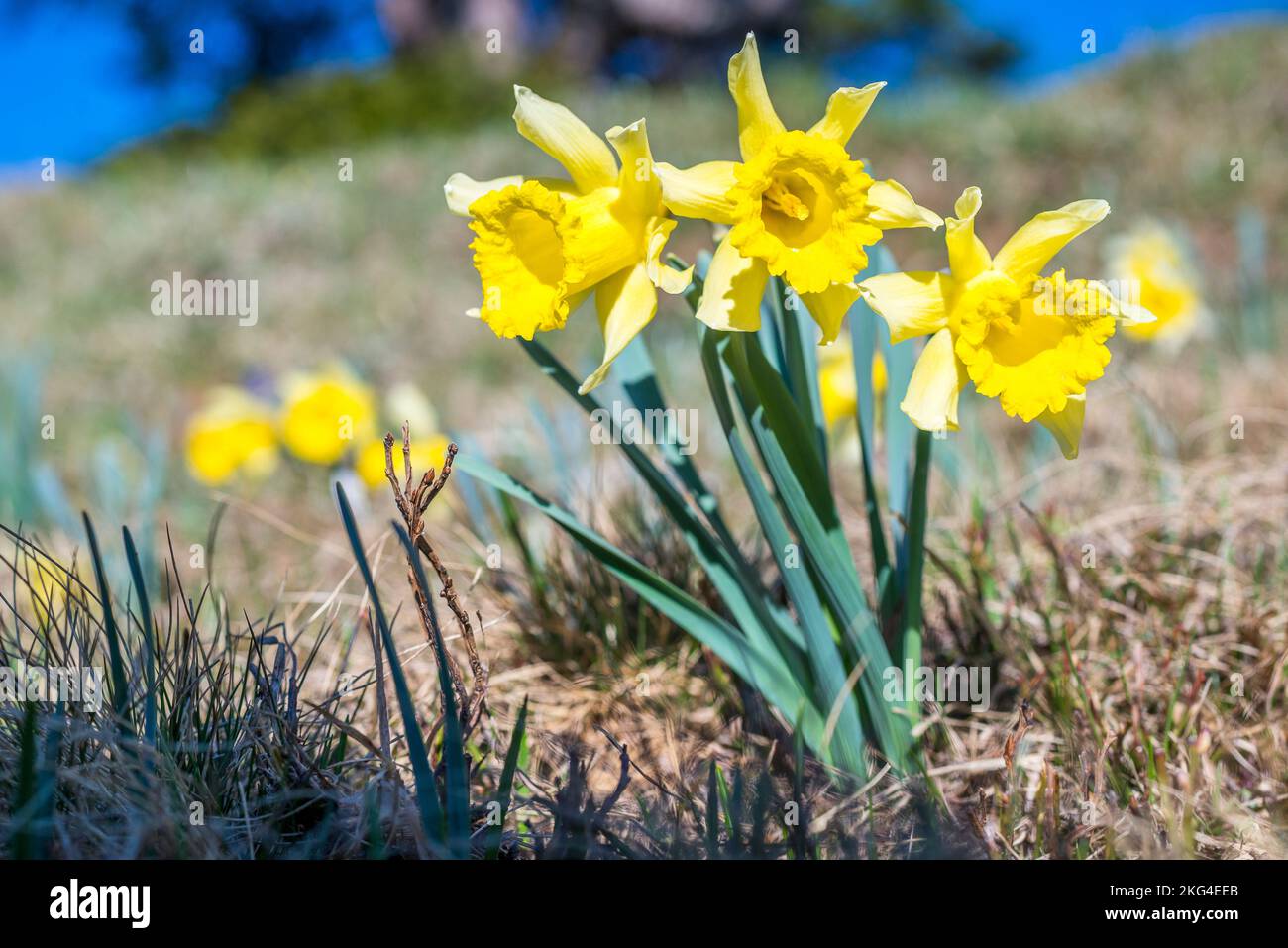 Narcissus pseudonarcissus (commonly known as wild daffodil or Lent lily ...