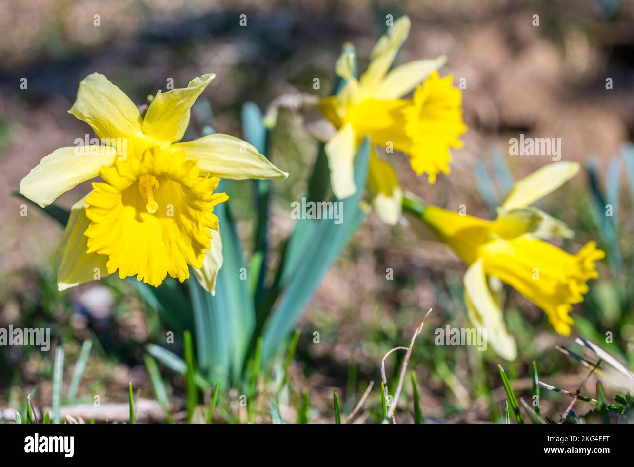 Narcissus pseudonarcissus (commonly known as wild daffodil or Lent lily ...