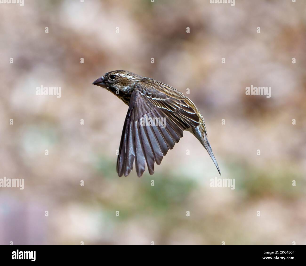 Finch female flying with its beautiful brown spread wings with a blur ...