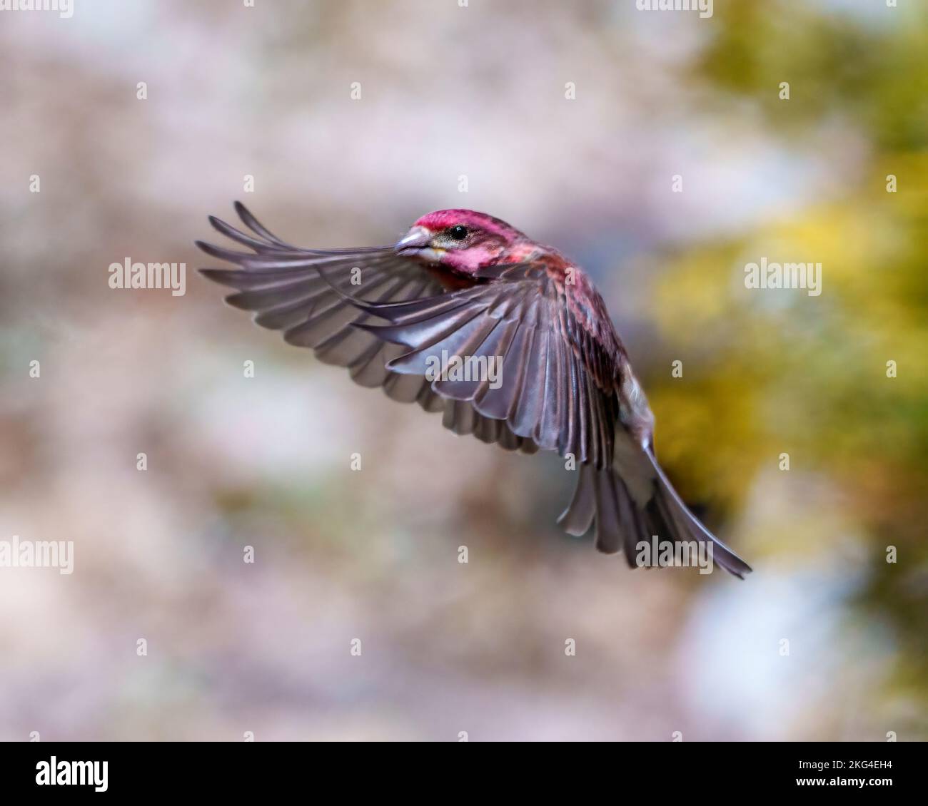 Finch male flying with its beautiful red colour spread wings with a ...