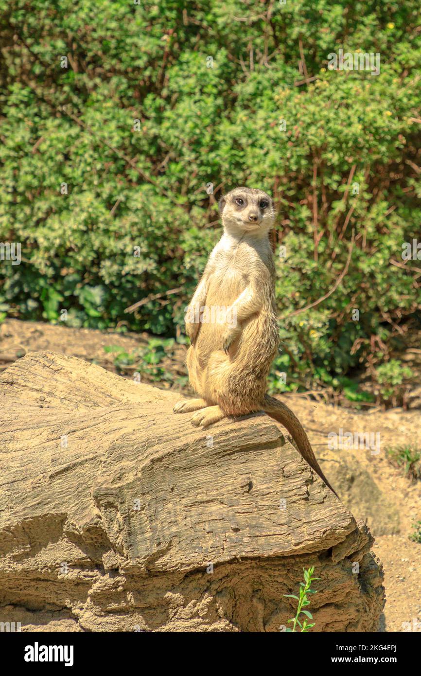 meerkat or suricate in alert mode, scouting the territory. Suricata ...