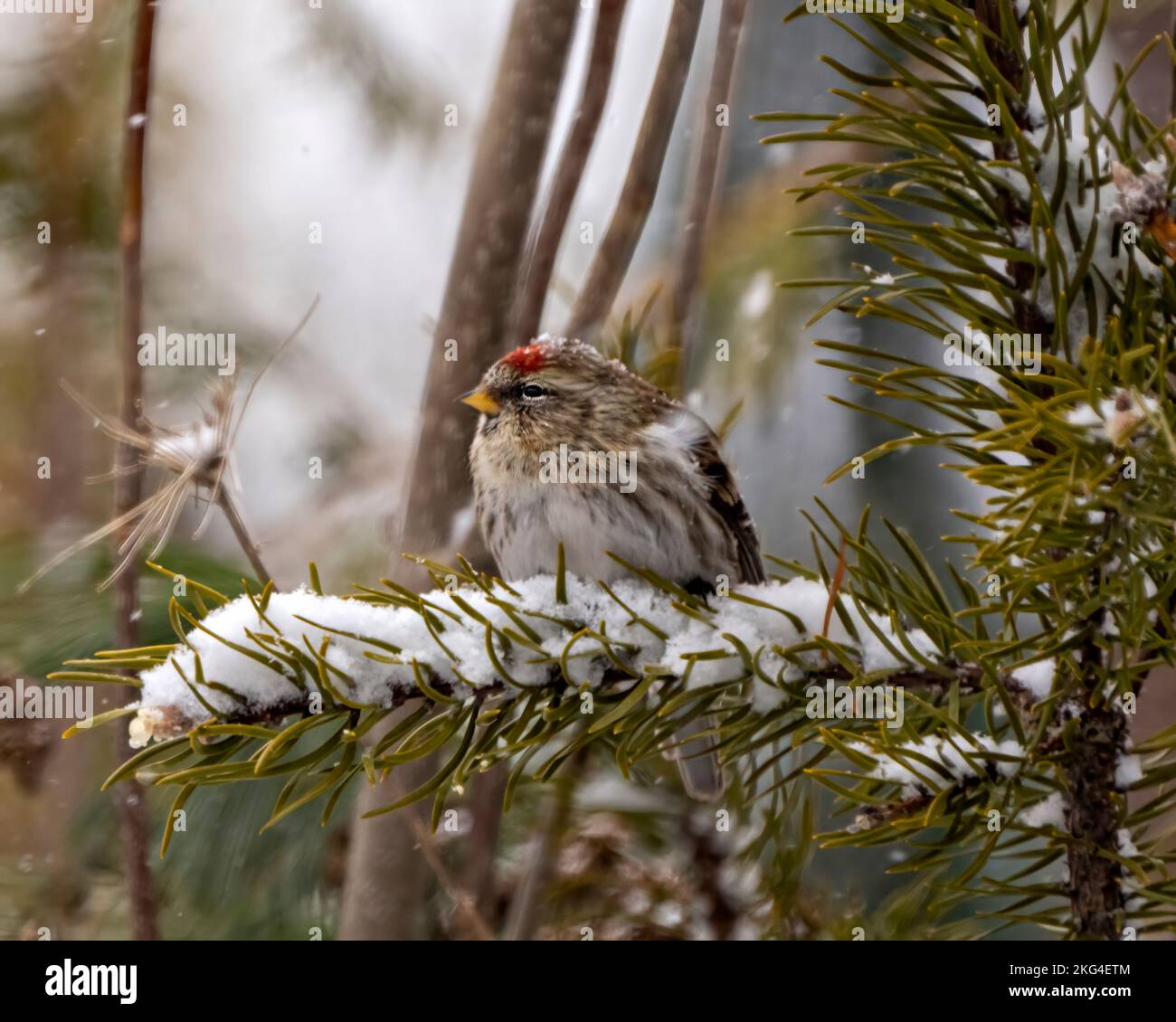 Red Poll female bird perched on a spruce branch with a forest ...