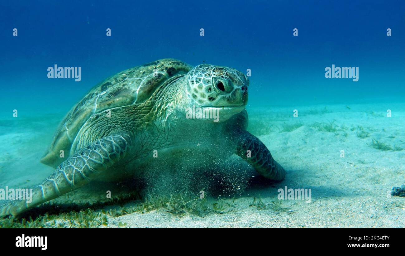 Big Green turtle , Green turtles are the largest of all sea turtles. A ...