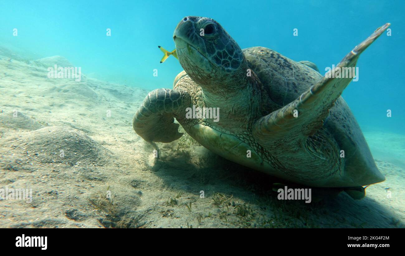 Big Green turtle , Green turtles are the largest of all sea turtles. A ...