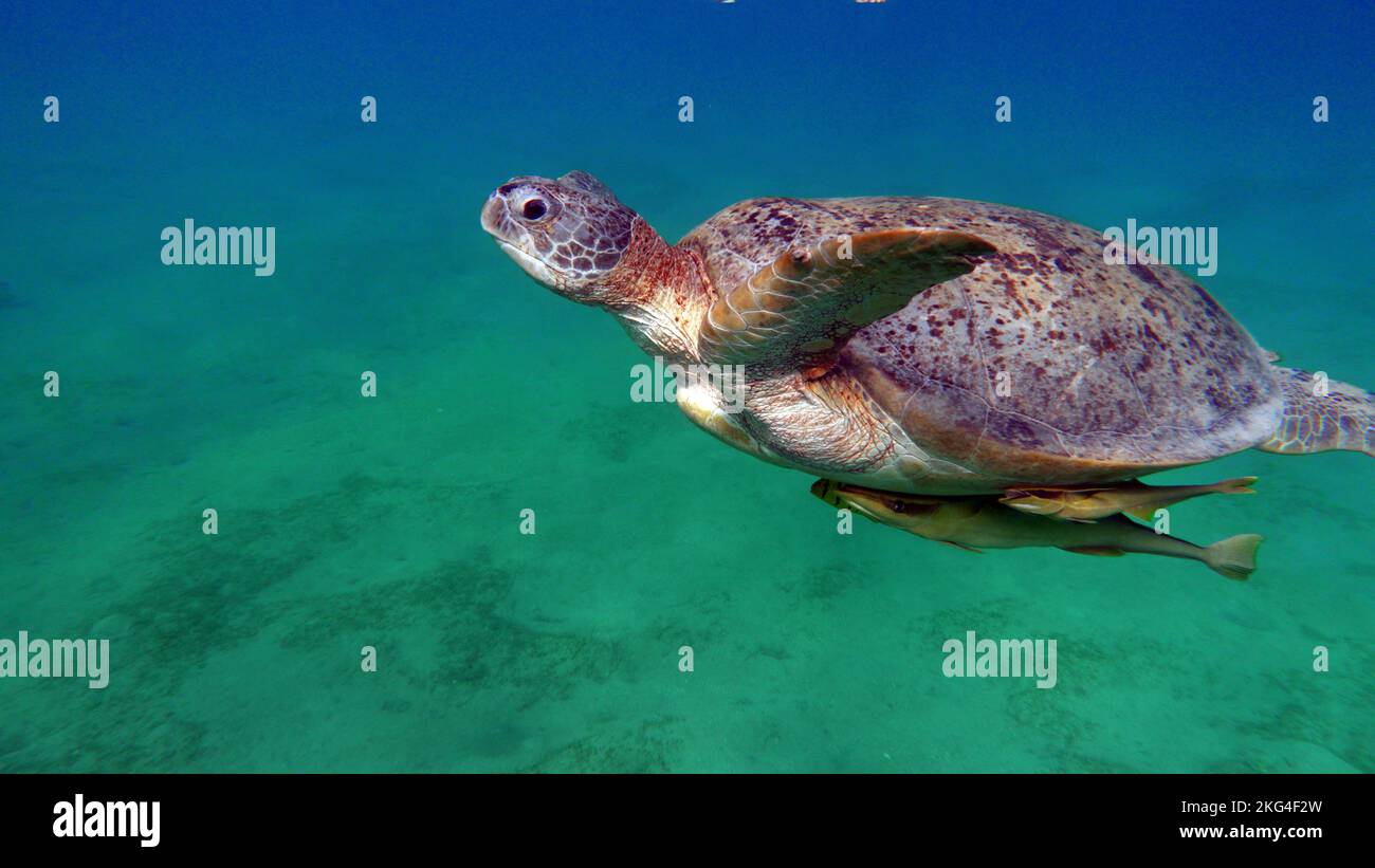 Big Green turtle on the reefs of the Red Sea. Green turtles are the ...