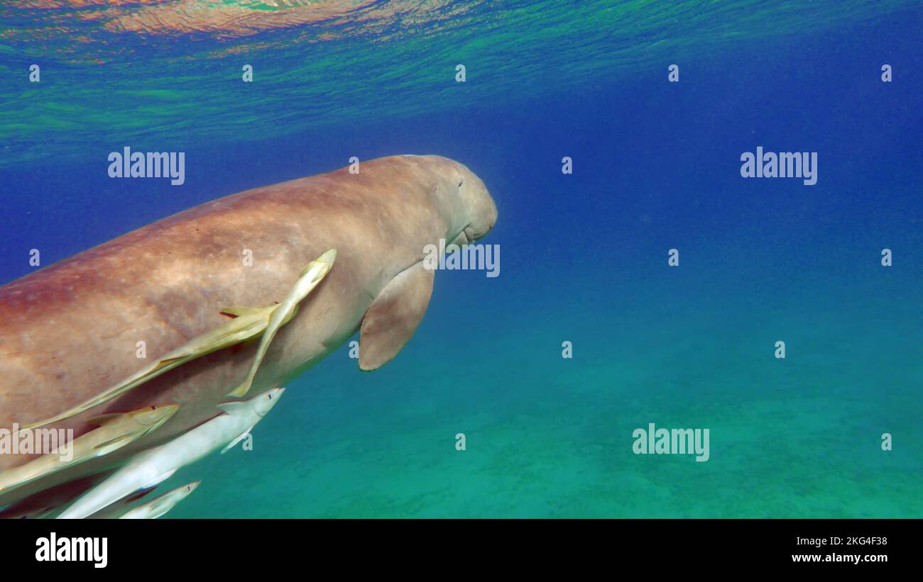 Dugong. Baby dugong from the bay of Marsa Mubarak . Dugongo. Sea Cow in ...