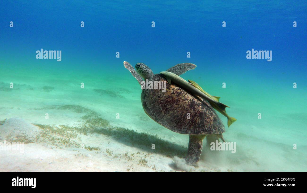Big Green turtle , Green turtles are the largest of all sea turtles. A ...