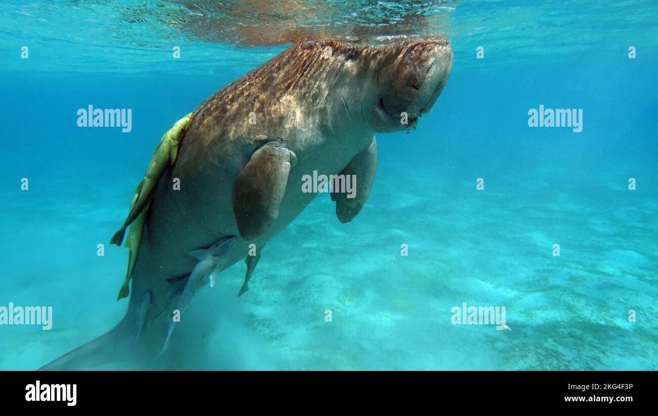 Dugong. Baby dugong from the bay of Marsa Mubarak . Dugongo. Sea Cow in ...