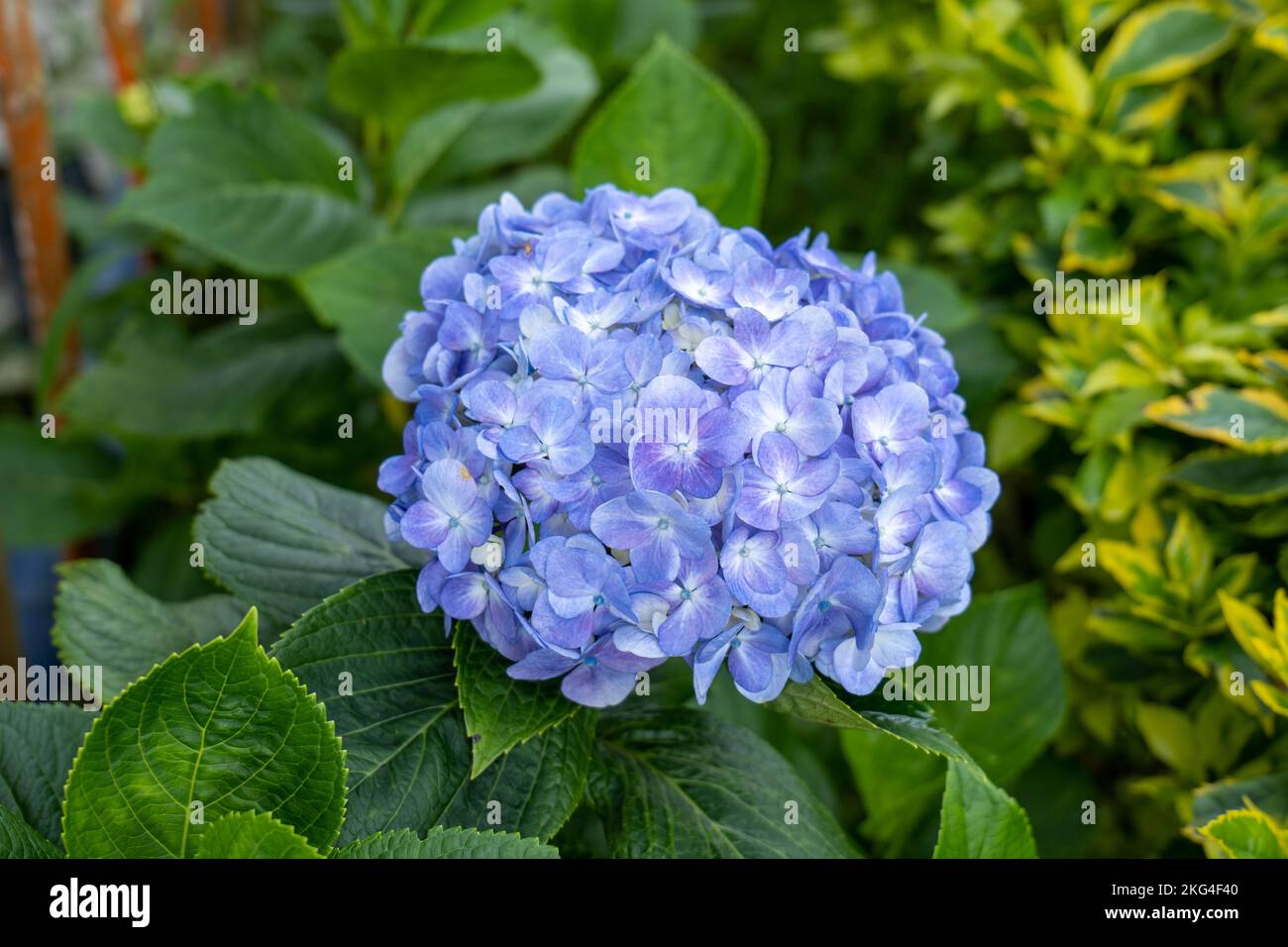 Purple Flowers Known as Hortensia, Penny Mac or Bigleaf, French ...