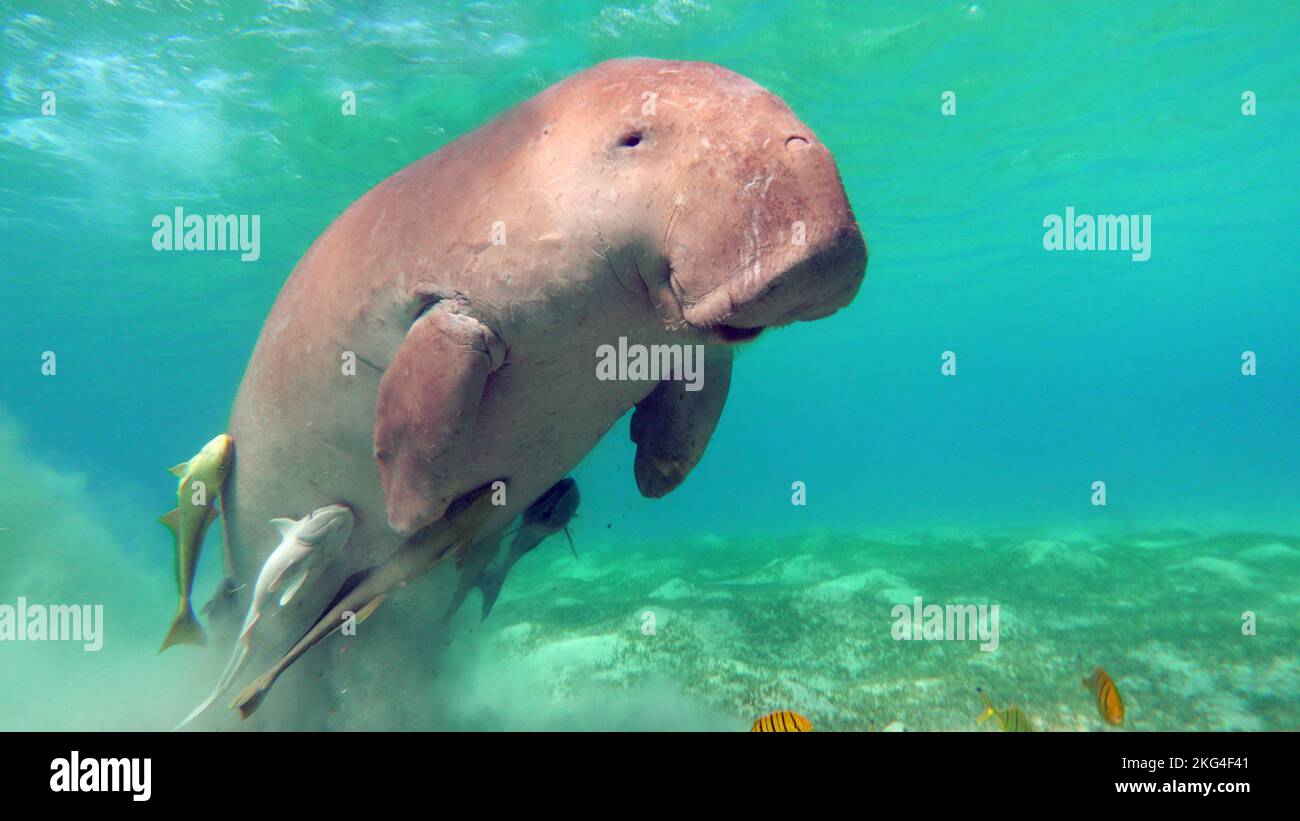 Dugong. Baby dugong from the bay of Marsa Mubarak . Dugongo. Sea Cow in ...