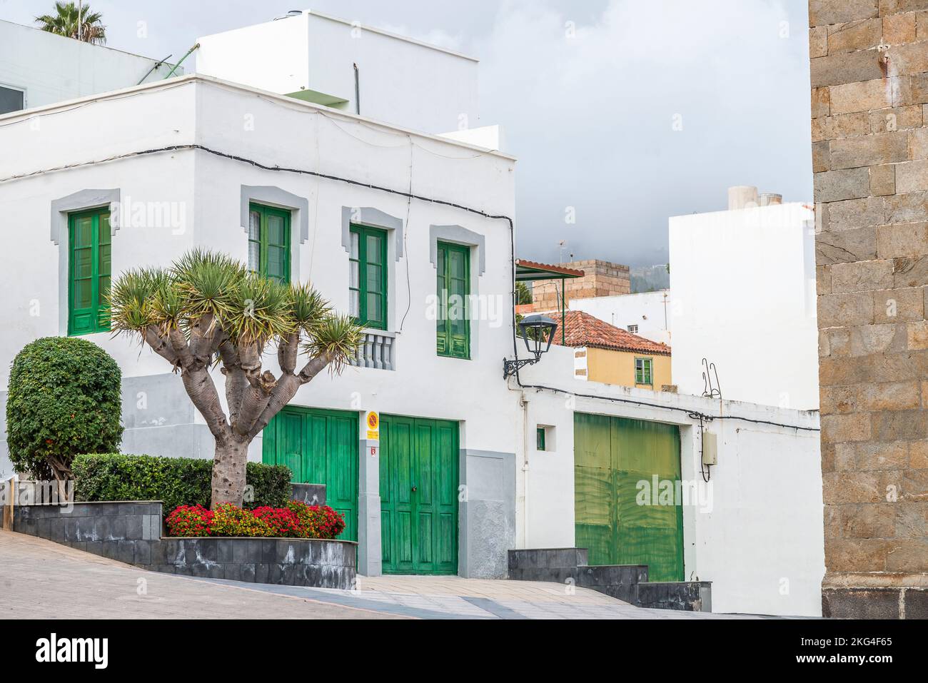 Dracaena draco, the Canary Islands dragon tree or drago is a ...