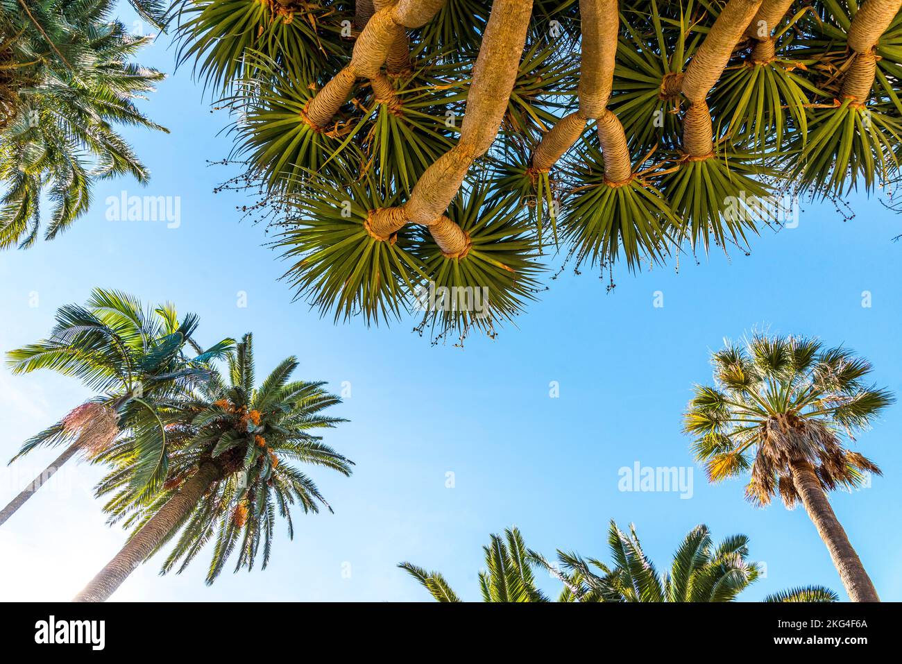 Dracaena draco, the Canary Islands dragon tree or drago is a ...