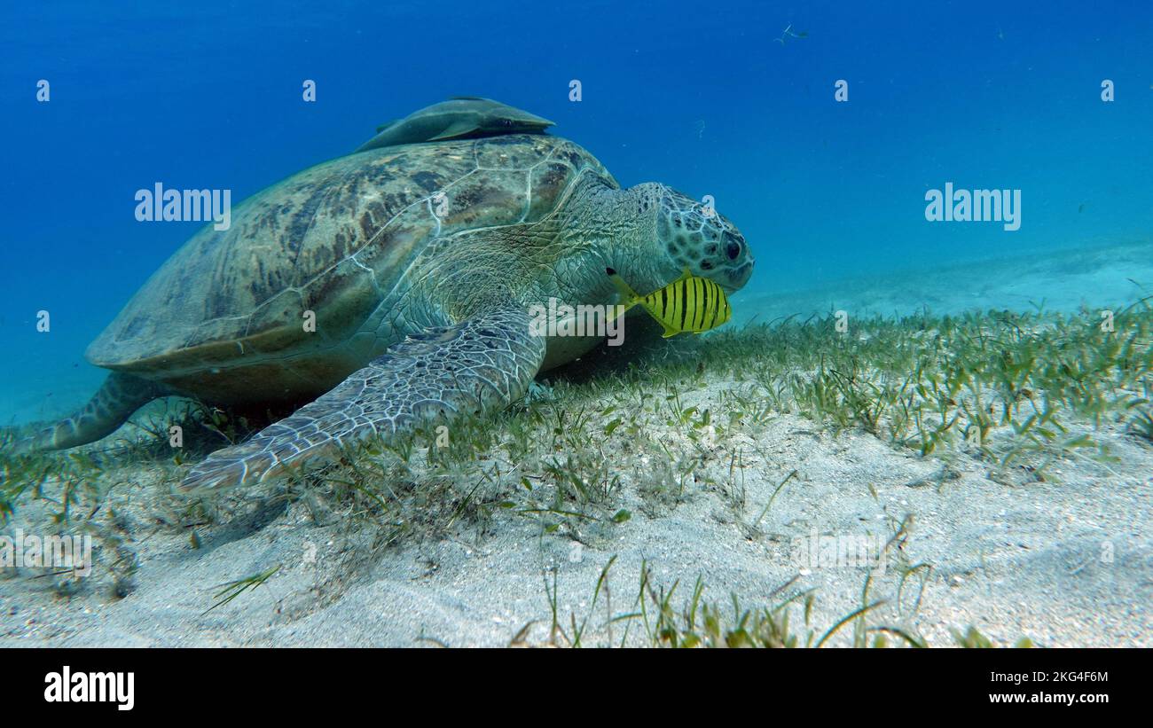 Big Green turtle , Green turtles are the largest of all sea turtles. A ...