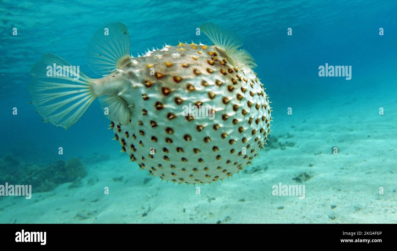 Fish hedgehog. Yellow-spotted cyclicht - grows up to 34 cm, feeds on ...