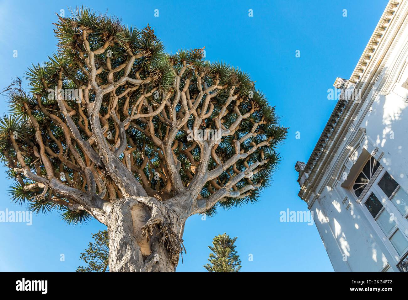 Dracaena draco, the Canary Islands dragon tree or drago is a ...