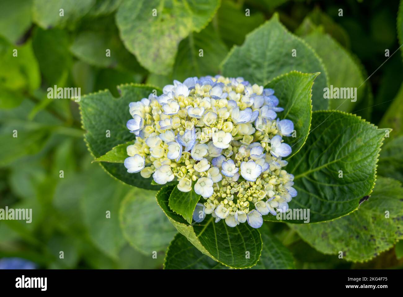 White and Purple Flowers Known as Hortensia, Penny Mac or Bigleaf ...