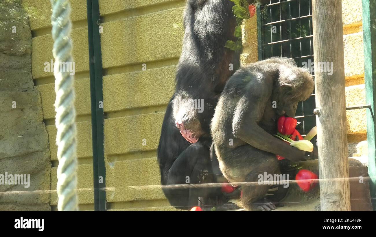Zagabria , Croatia, - August 2021: group of common chimpanzee eating ...