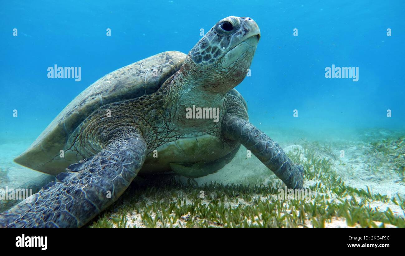 Big Green turtle on the reefs of the Red Sea. Green turtles are the ...