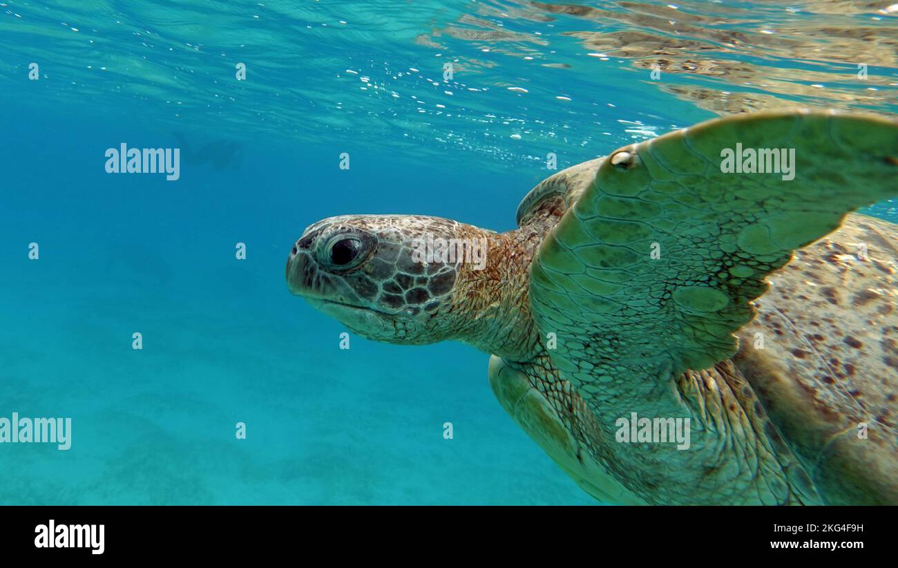 Big Green turtle , Green turtles are the largest of all sea turtles. A ...