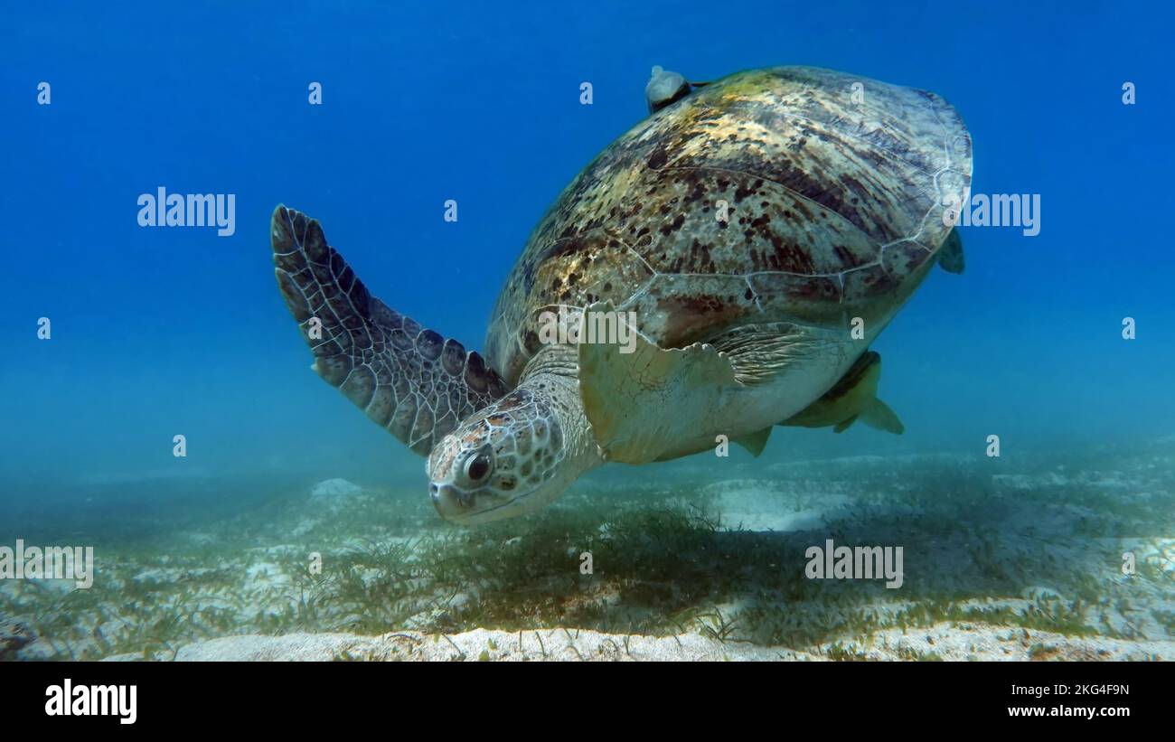 Big Green turtle , Green turtles are the largest of all sea turtles. A ...