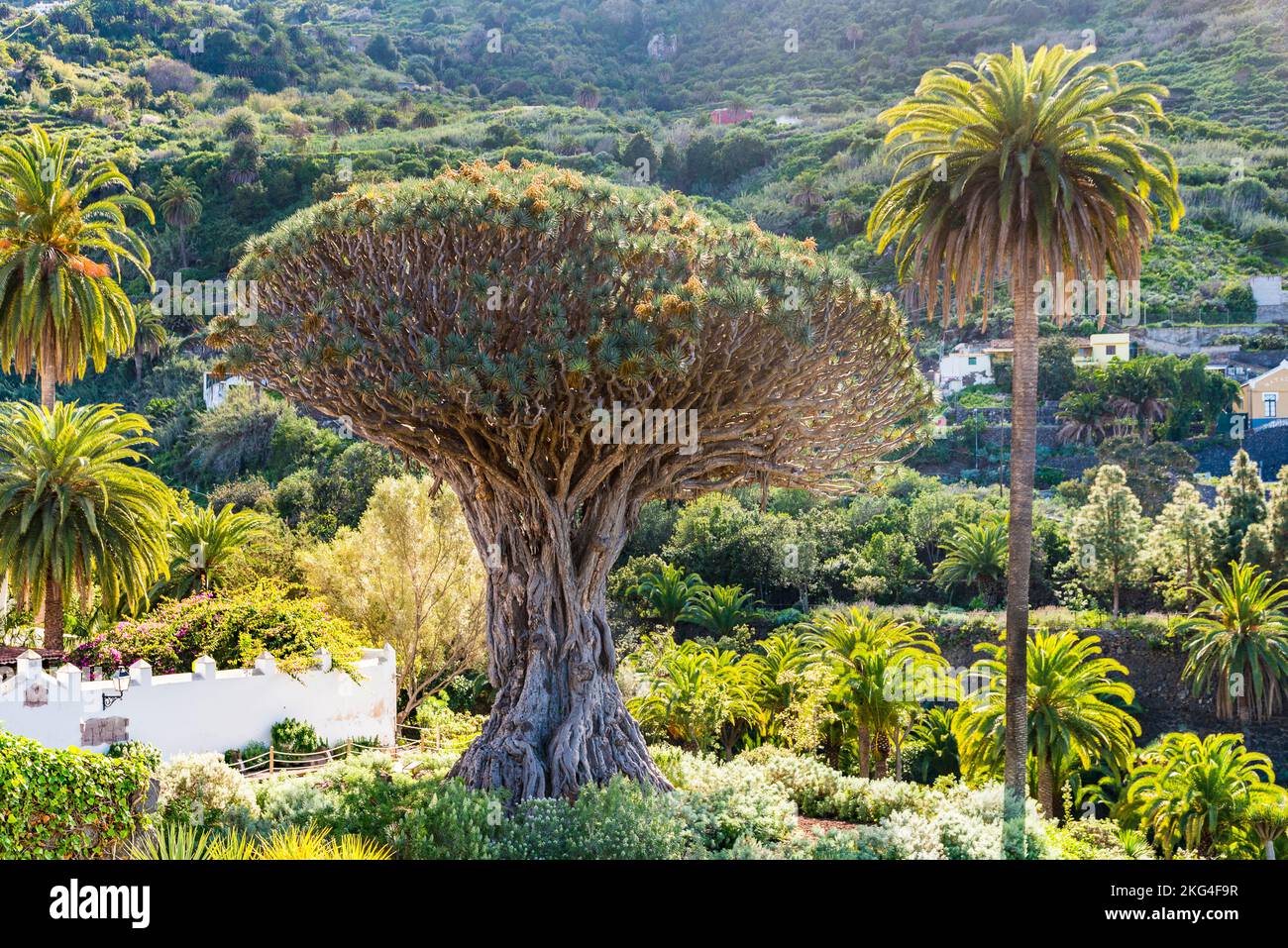 Dracaena draco, the Canary Islands dragon tree or drago is a ...
