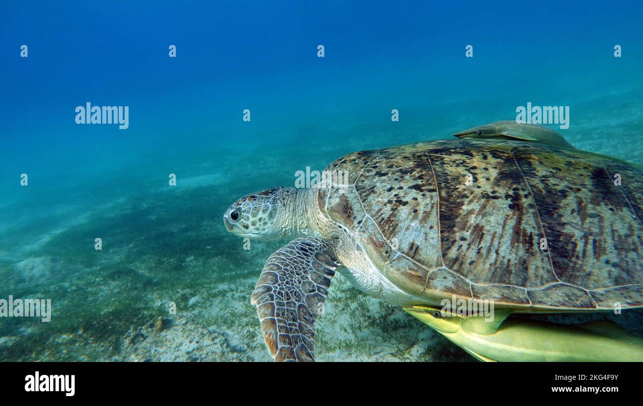 Big Green turtle , Green turtles are the largest of all sea turtles. A ...