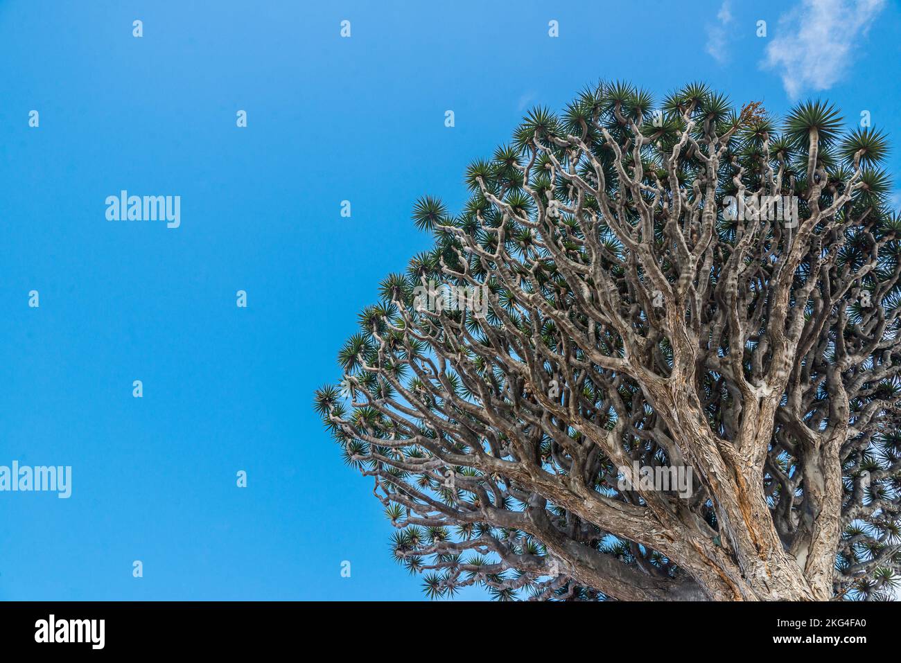 Dracaena draco, the Canary Islands dragon tree or drago is a ...