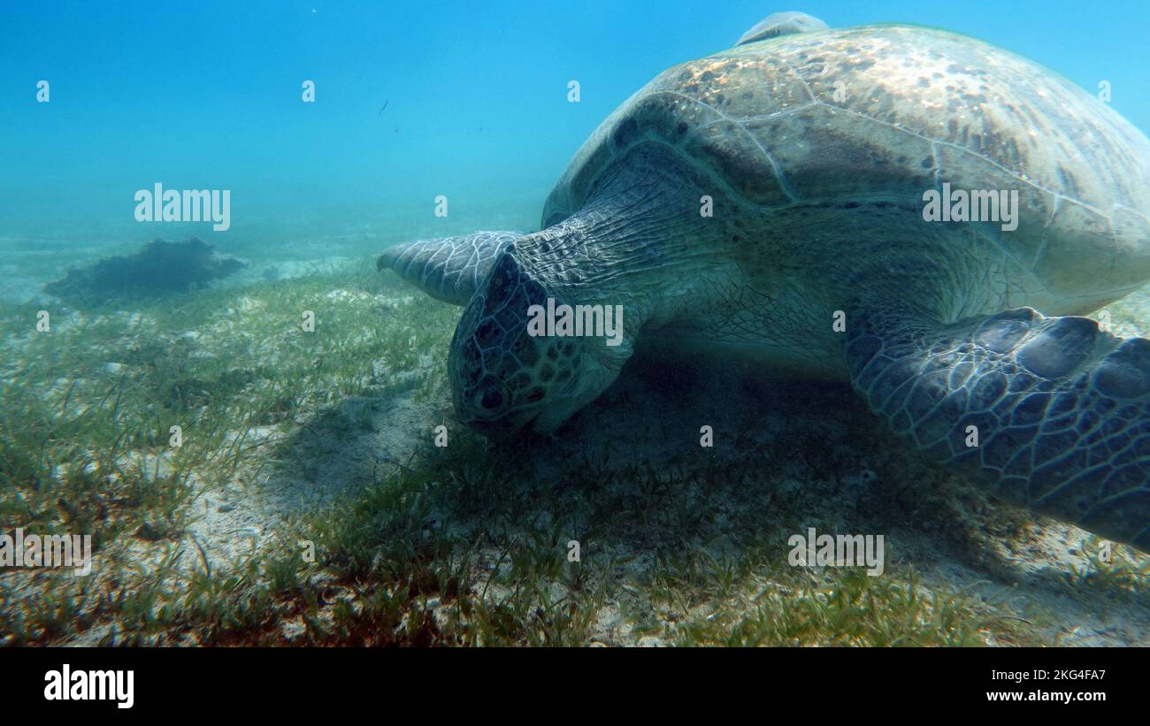 Big Green turtle , Green turtles are the largest of all sea turtles. A ...