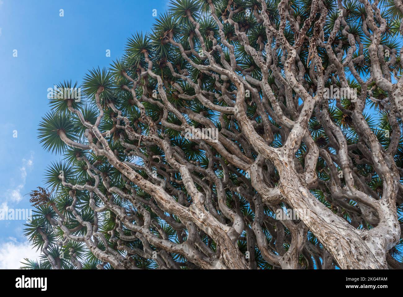 Dracaena draco, the Canary Islands dragon tree or drago is a ...