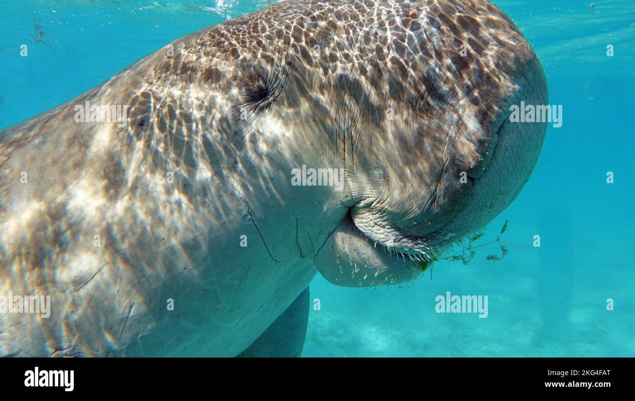 Dugong. Baby dugong from the bay of Marsa Mubarak . Dugongo. Sea Cow in ...