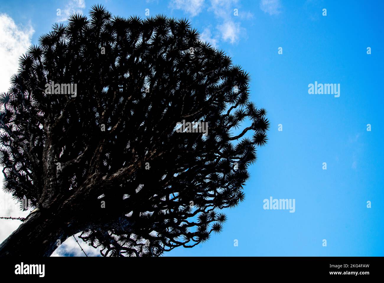 Dracaena draco, the Canary Islands dragon tree or drago is a ...