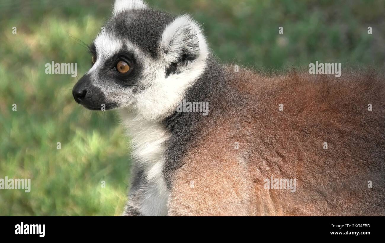 close up view of head of a ring-tailed lemur of Madagascar, a ...