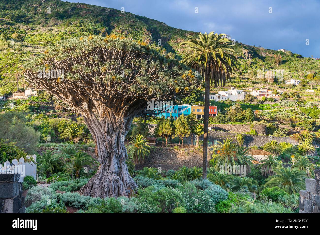 Dracaena draco, the Canary Islands dragon tree or drago is a ...
