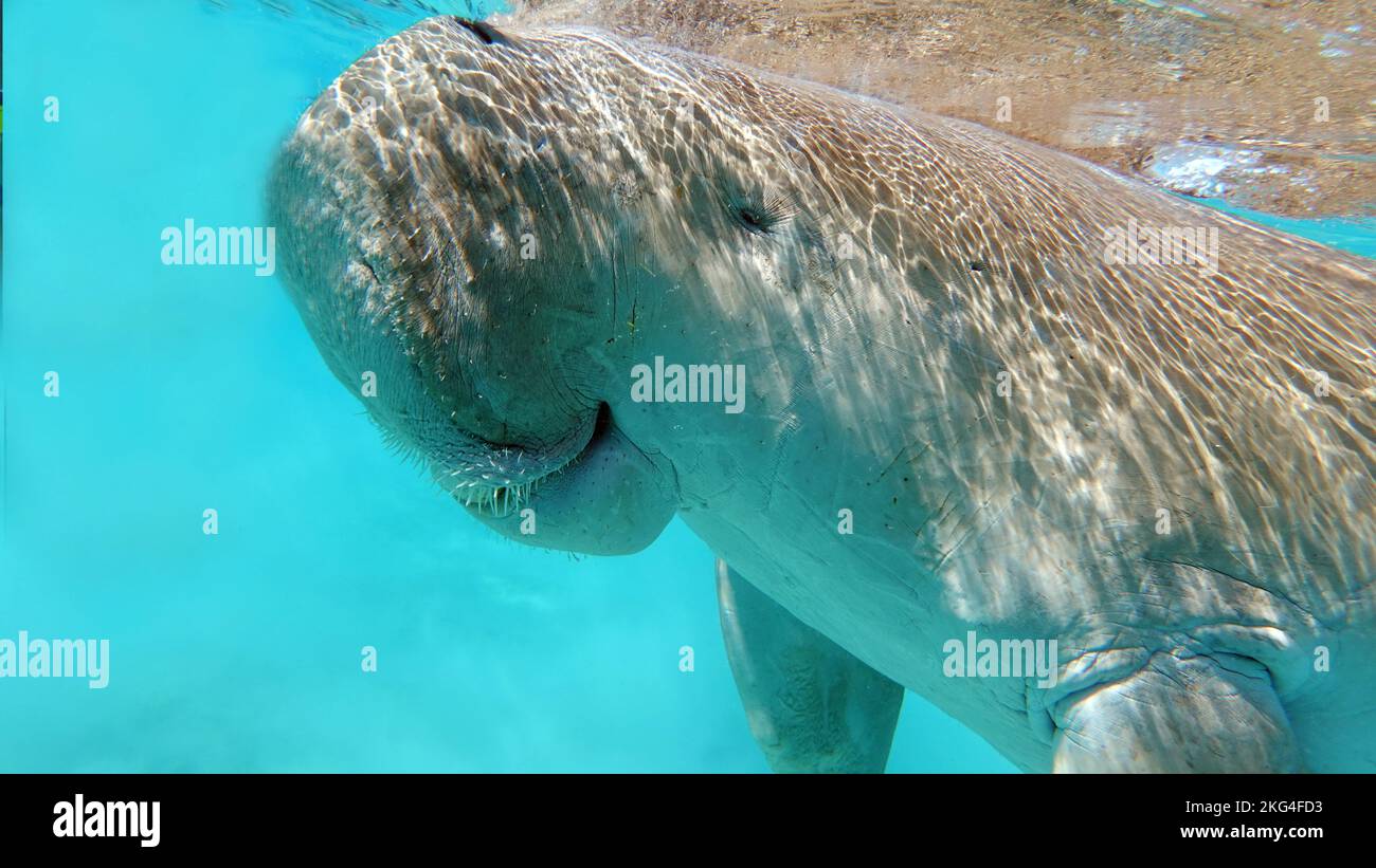 Dugong. Baby dugong from the bay of Marsa Mubarak . Dugongo. Sea Cow in ...