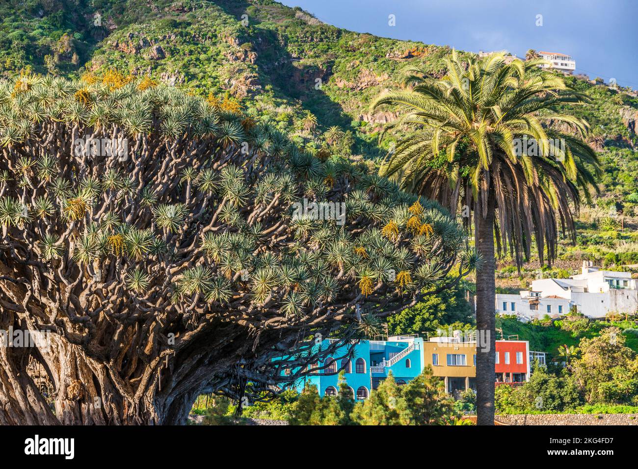 Dracaena draco, the Canary Islands dragon tree or drago is a ...