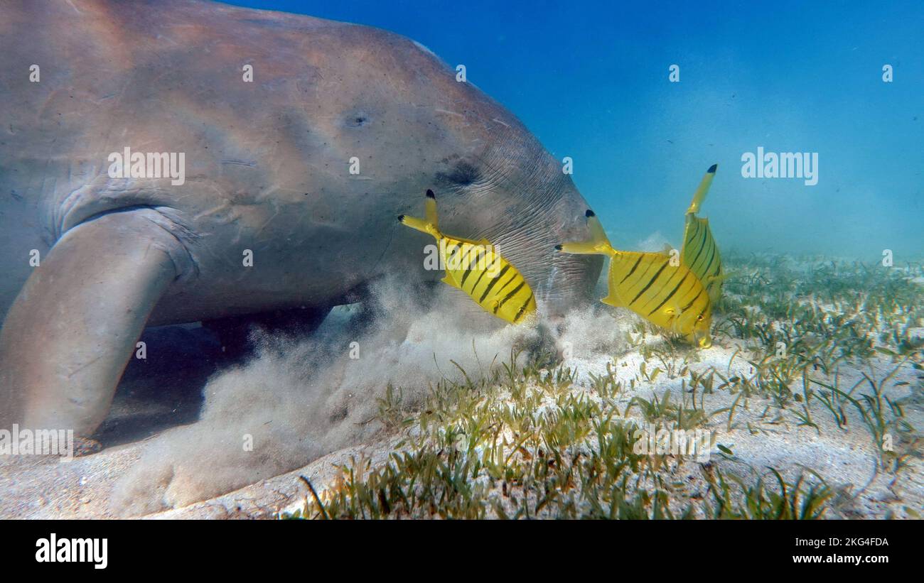 Dugong. Baby dugong from the bay of Marsa Mubarak . Dugongo. Sea Cow in ...
