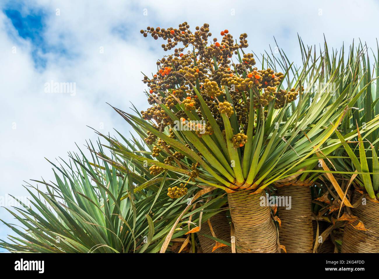 Dracaena draco, the Canary Islands dragon tree or drago is a ...