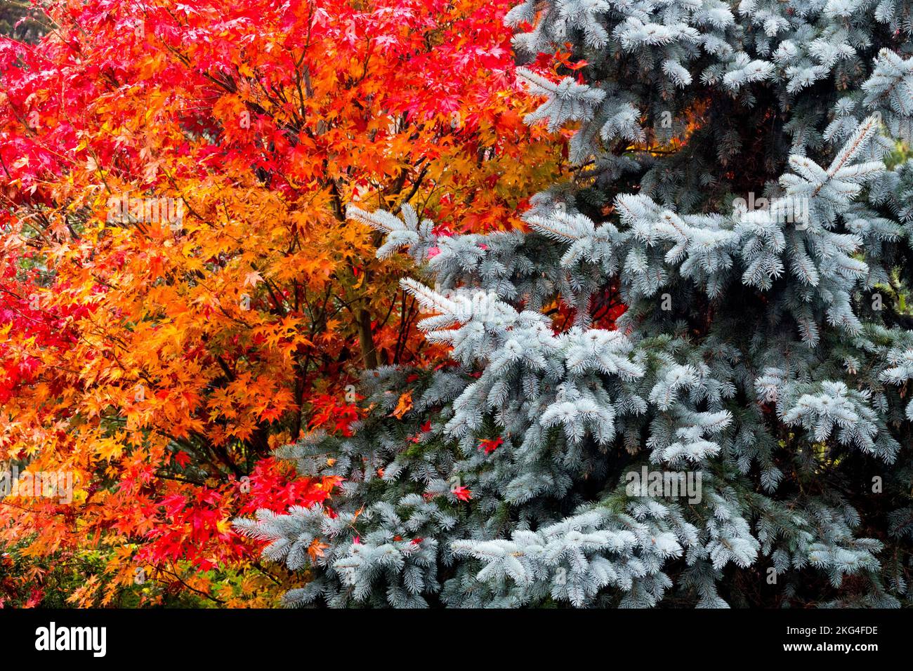 Tree contrast hi-res stock photography and images - Alamy