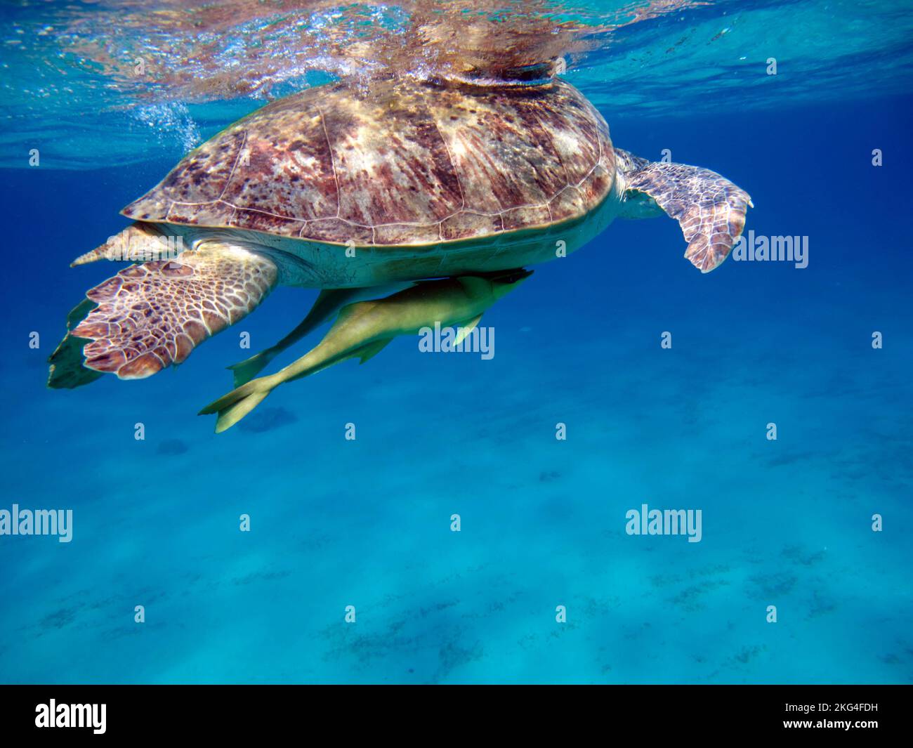Big Green turtle on the reefs of the Red Sea. Green turtles are the ...