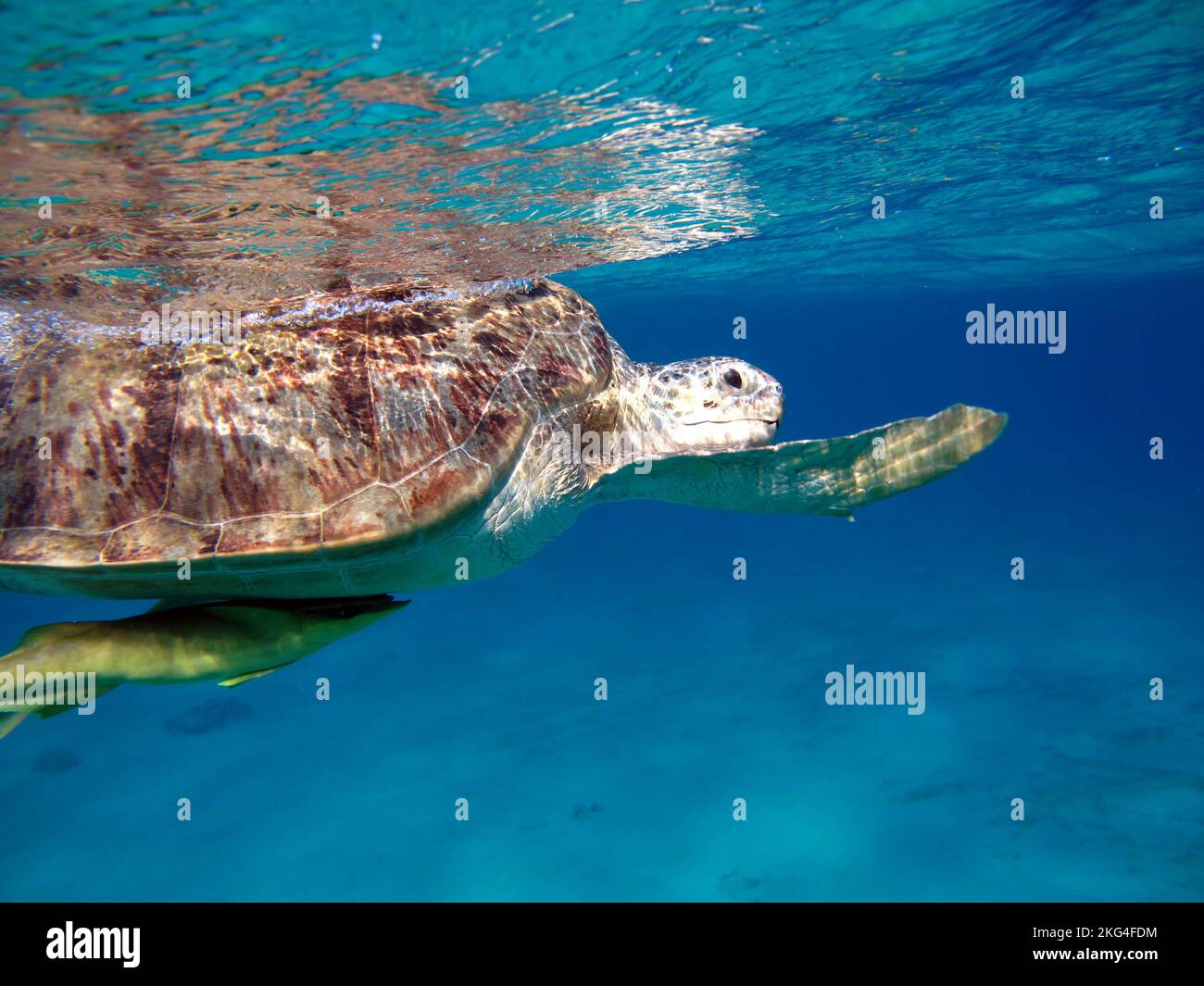 Big Green turtle , Green turtles are the largest of all sea turtles. A ...