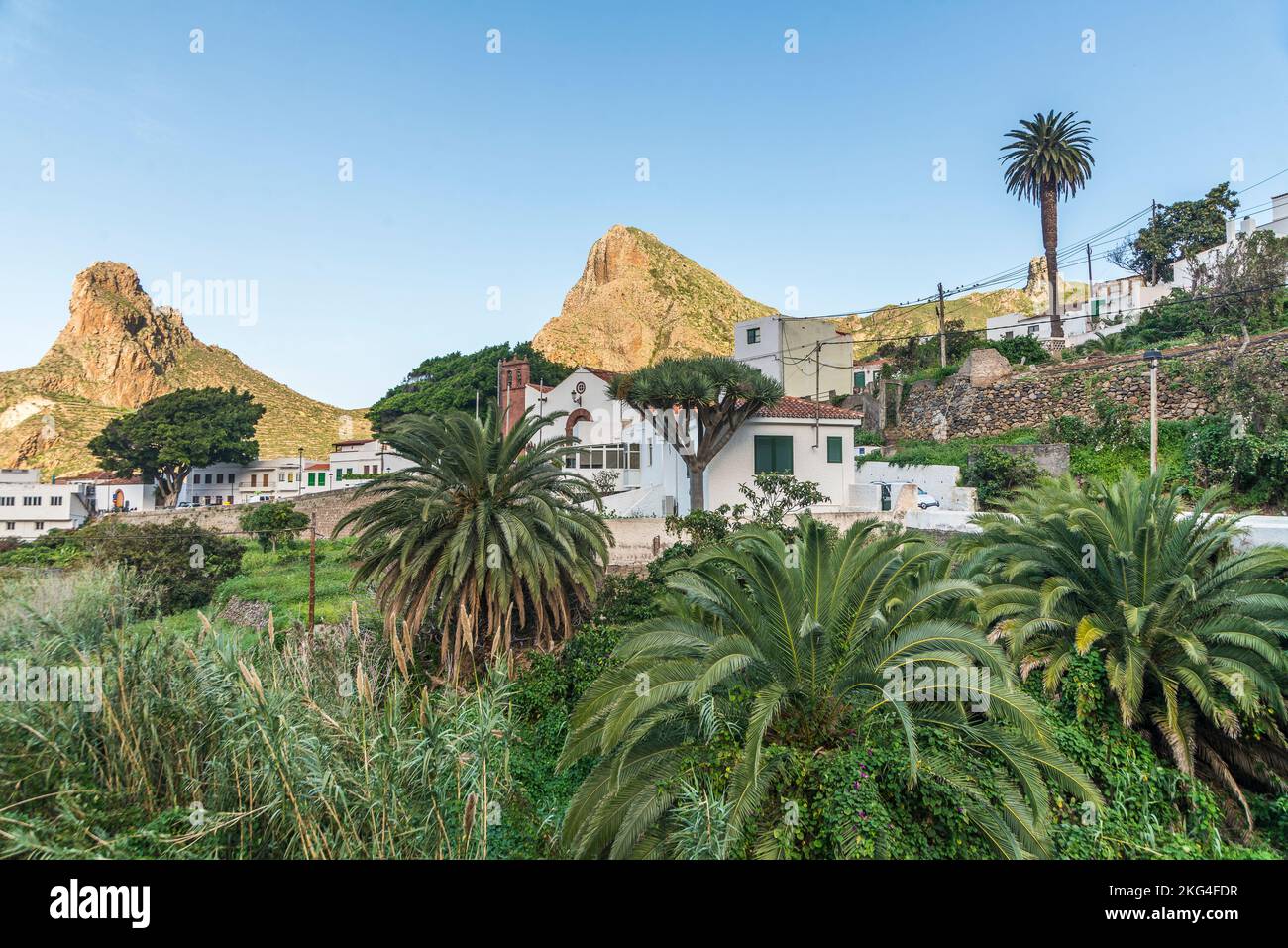 Dracaena draco, the Canary Islands dragon tree or drago is a ...