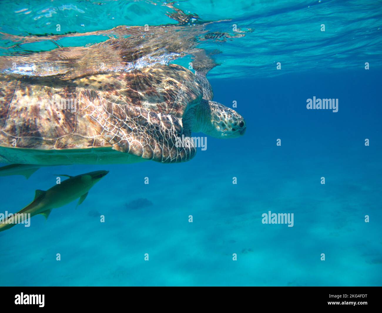 Big Green turtle , Green turtles are the largest of all sea turtles. A ...