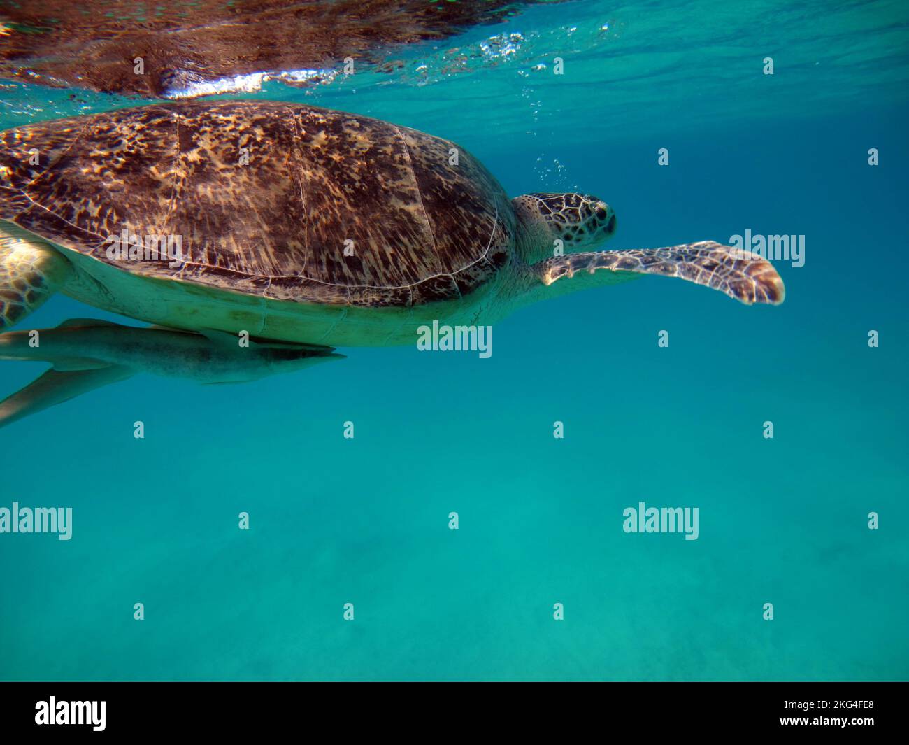 Big Green turtle , Green turtles are the largest of all sea turtles. A ...