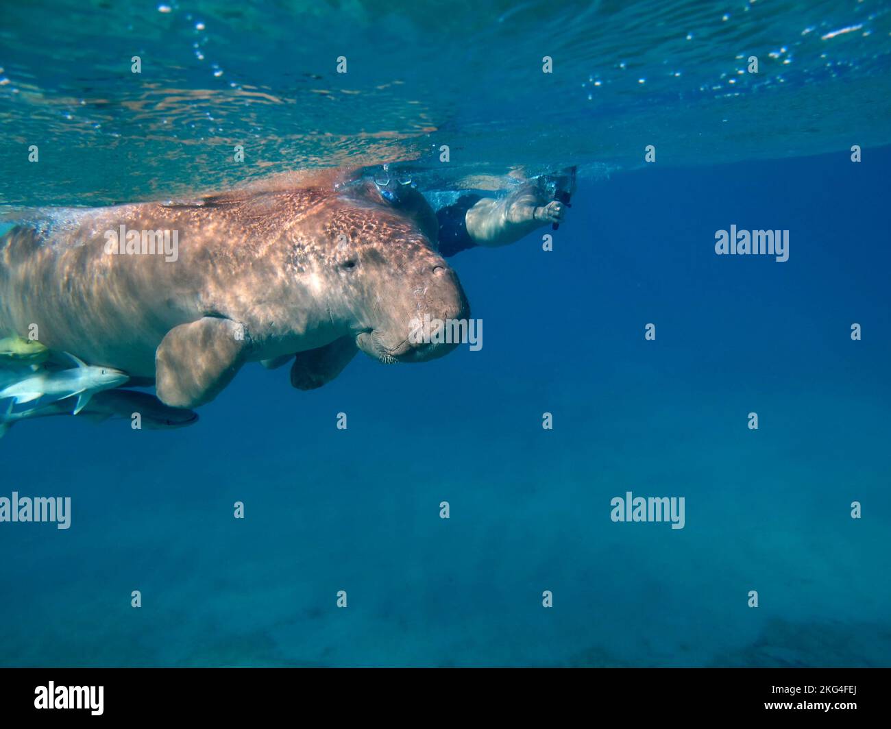 Dugong. Baby dugong from the bay of Marsa Mubarak . Dugongo. Sea Cow in ...