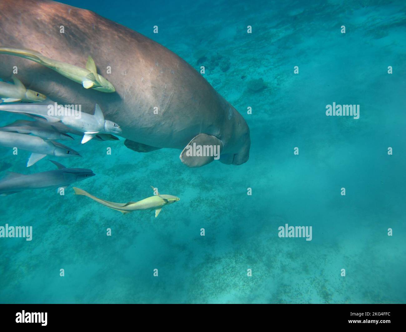 Dugong. Baby dugong from the bay of Marsa Mubarak . Dugongo. Sea Cow in ...