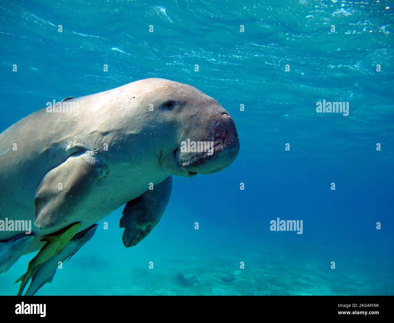 Dugong. Baby dugong from the bay of Marsa Mubarak . Dugongo. Sea Cow in ...