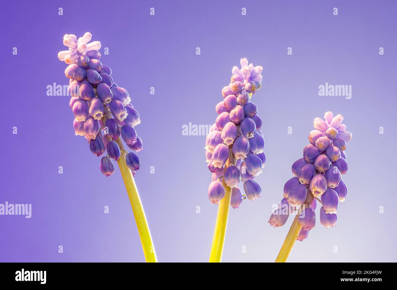 Muscari is a genus of perennial bulbous plants native to Eurasia that ...