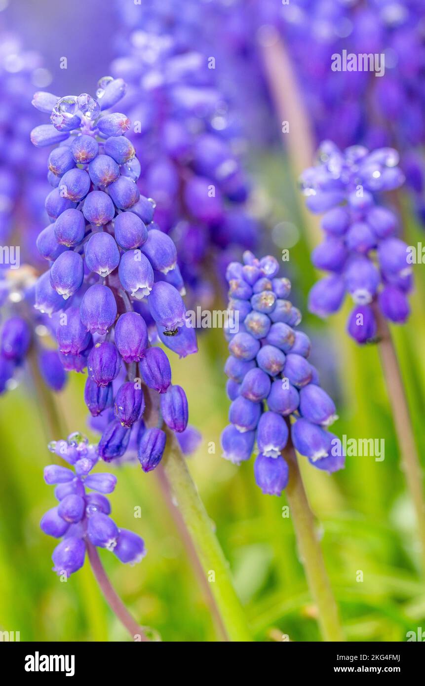 Muscari is a genus of perennial bulbous plants native to Eurasia that ...